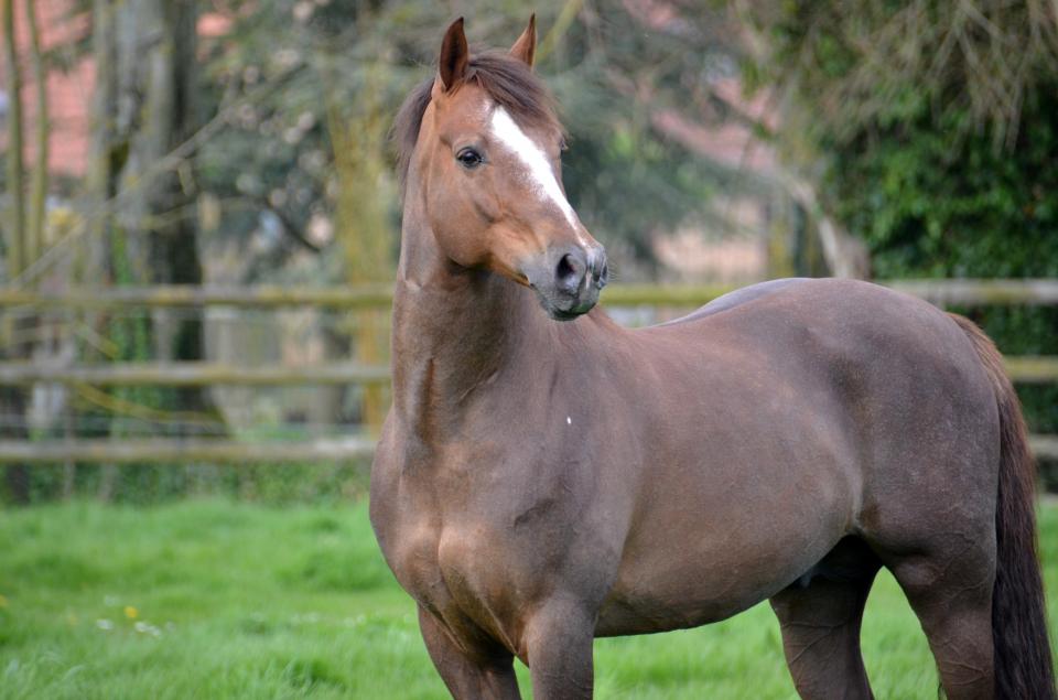 Salam du Roc | Pony Planet