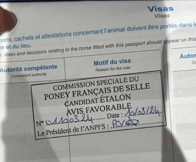 Actualités | Kamaki de Blonde obtient son agrément PFS | Pony Planet